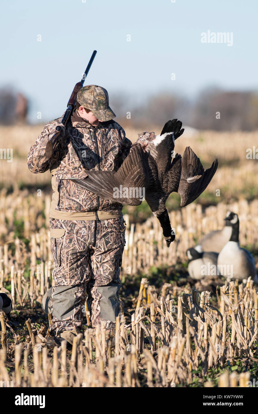 A young hunter with a Canada Goose in a cornfield Stock Photo - Alamy