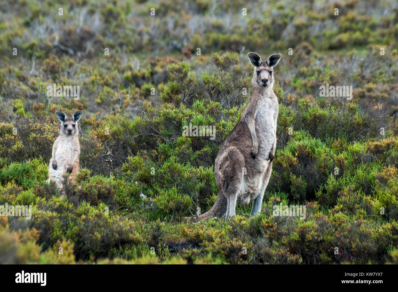 Australian native endemic animal wildlife fauna hi-res stock ...
