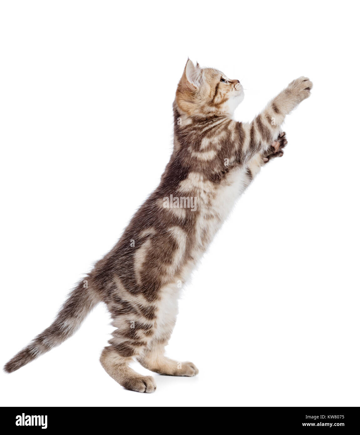 kitten cat jumping side view isolated Stock Photo - Alamy