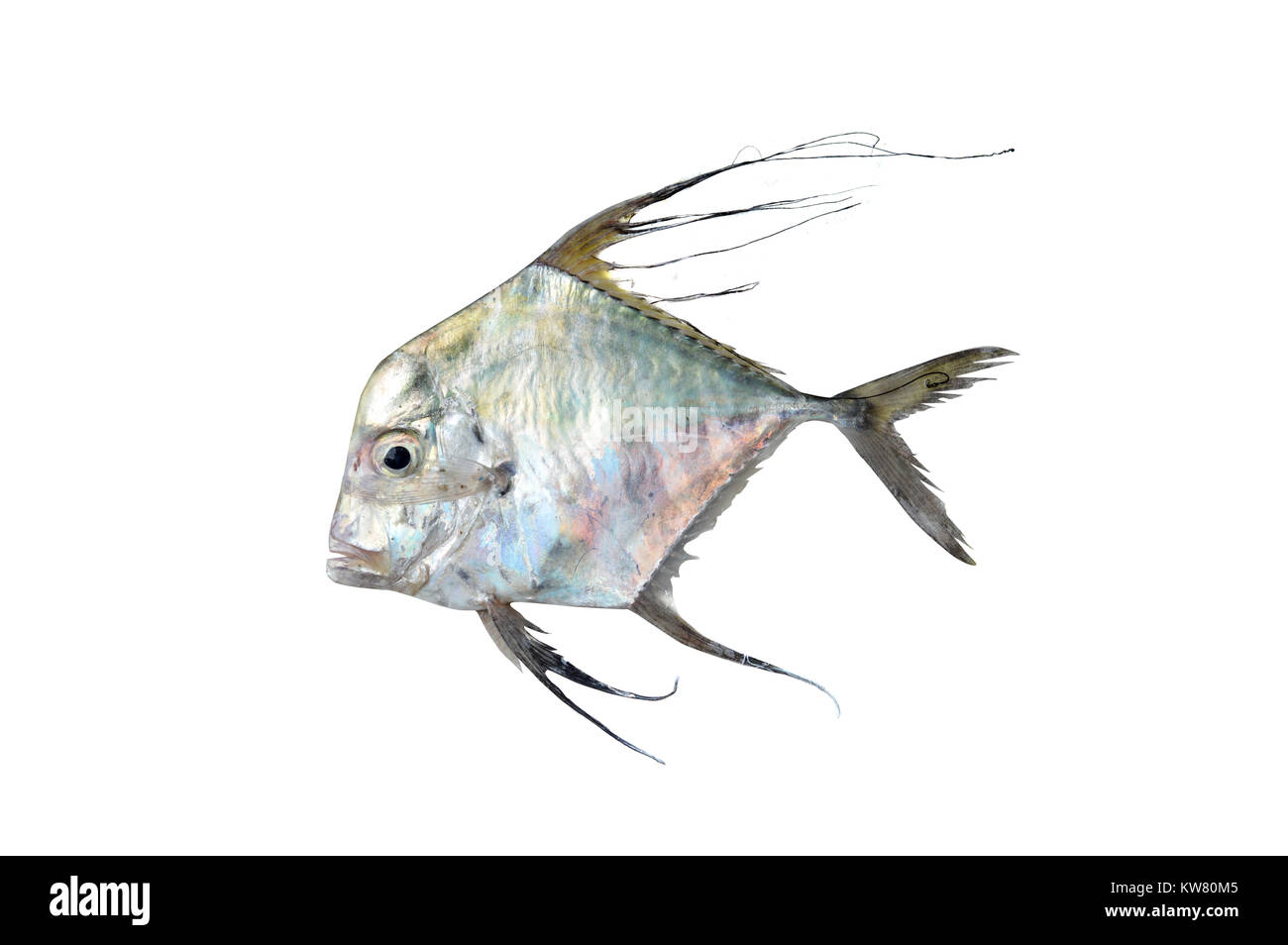 fish isolated on white background Stock Photo - Alamy