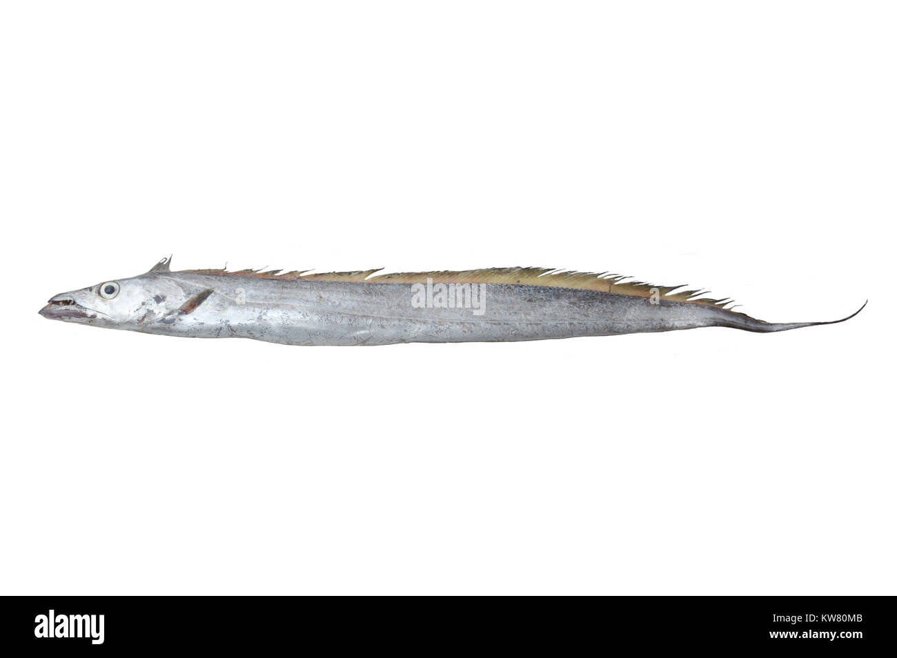 sword fish on white background Stock Photo - Alamy