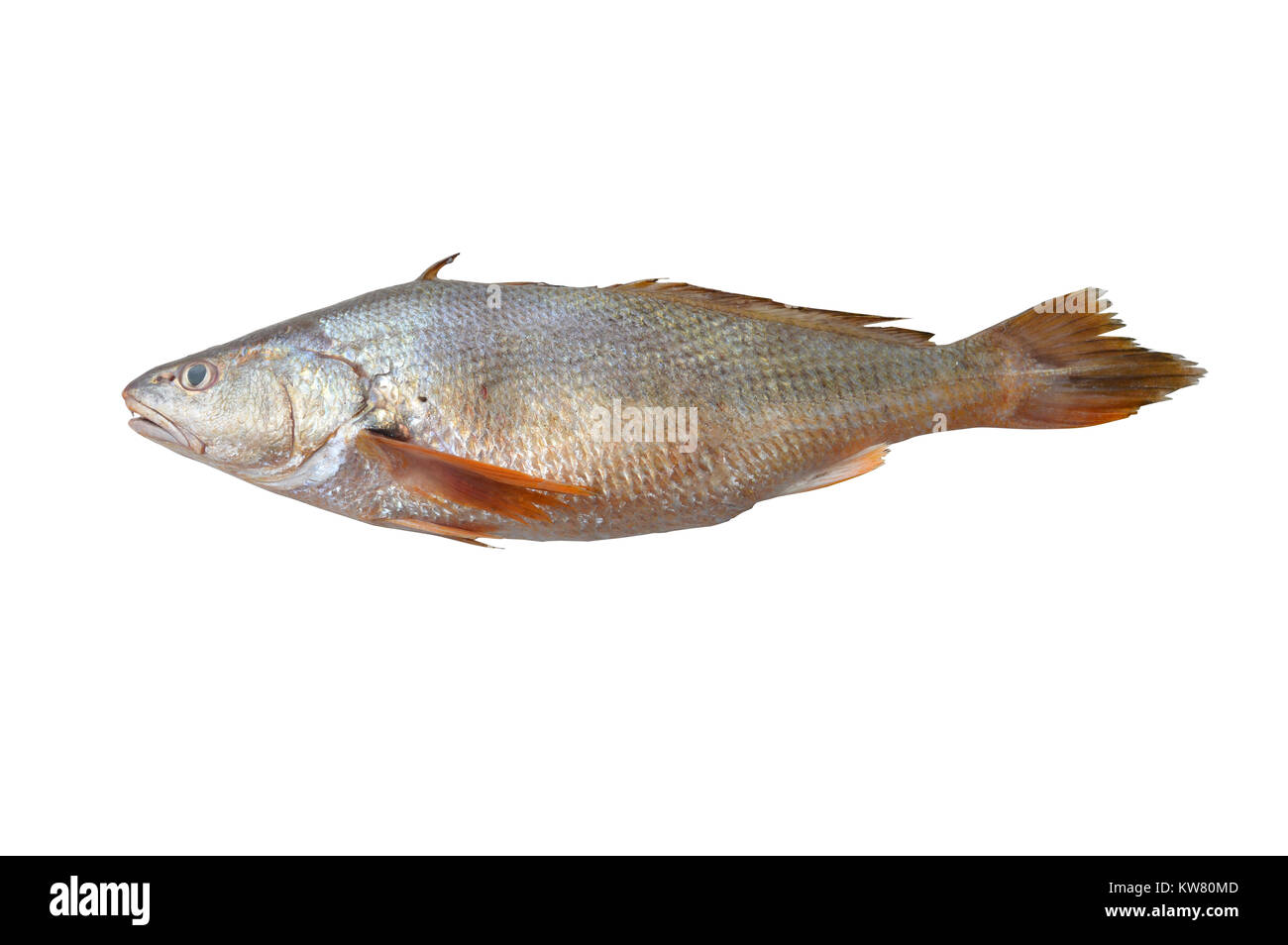 fish isolated on white background Stock Photo - Alamy