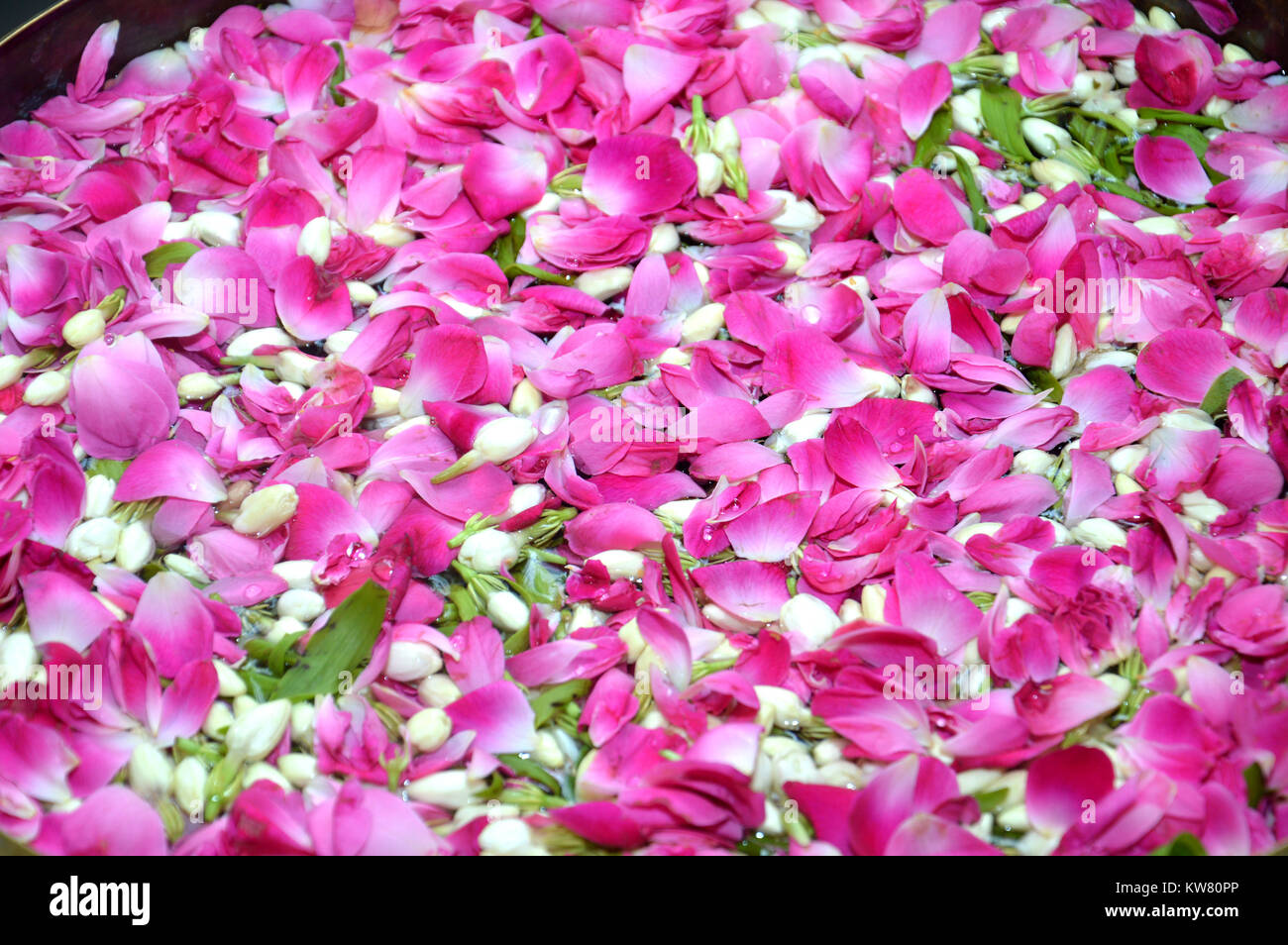 flower petals in water used in Javanese Indonesia traditional wedding ...
