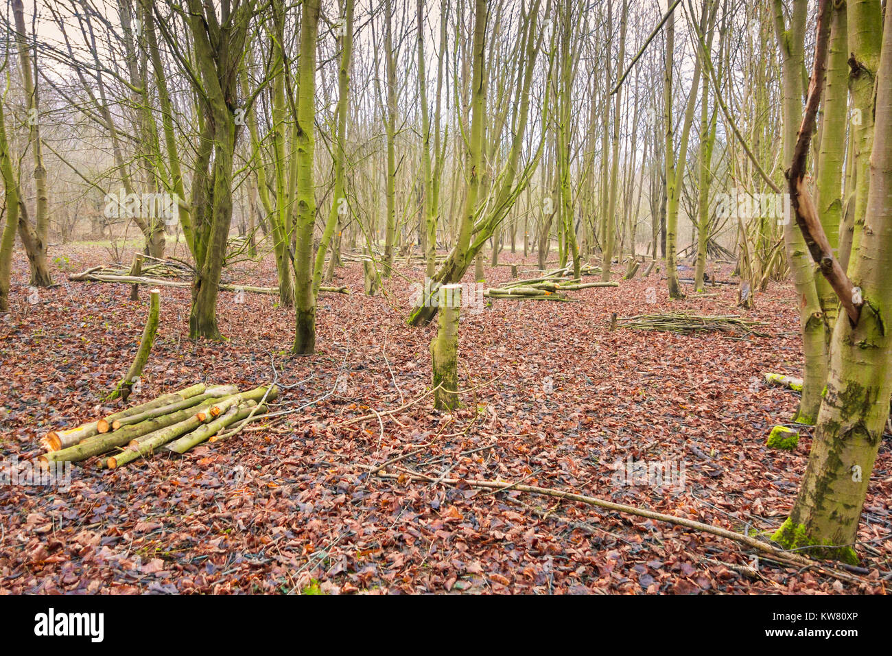 Management of natural resources hi-res stock photography and images - Alamy