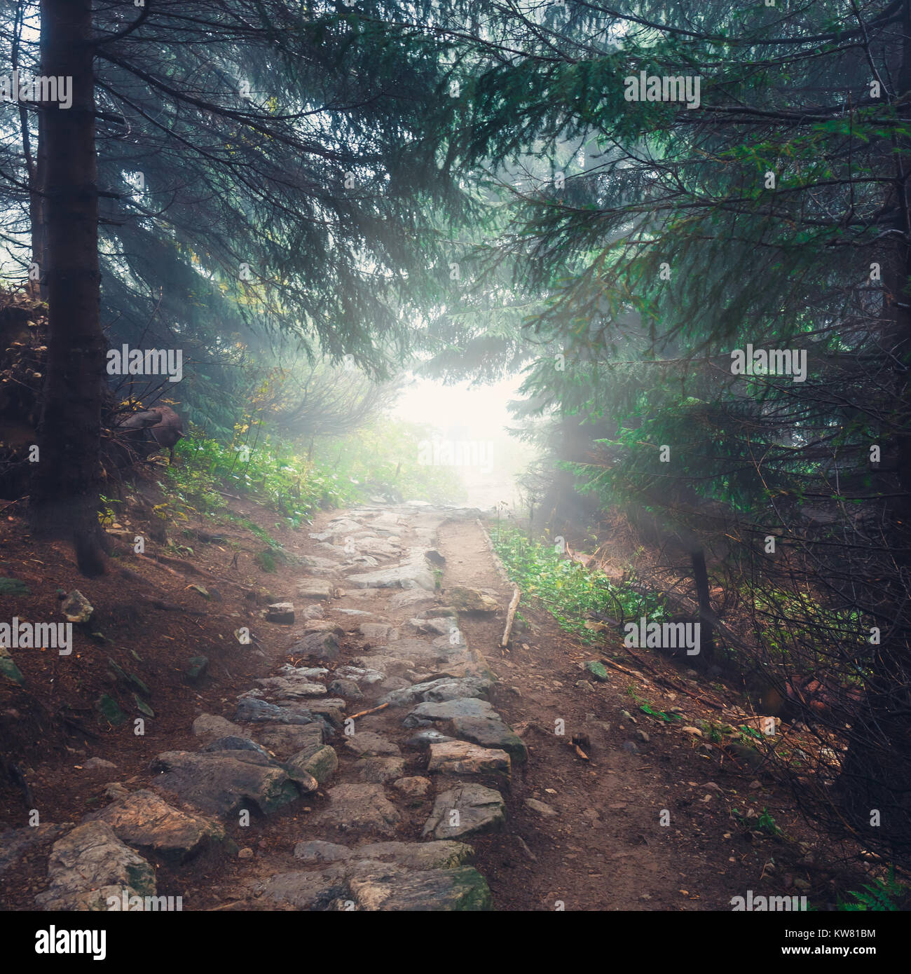 empty mountain path in the green forest Stock Photo - Alamy