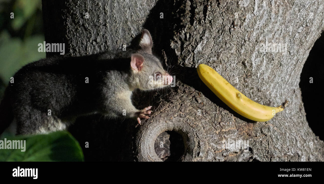 Australian Brushtail Possum in a tree, Adelaide, South Australia ...