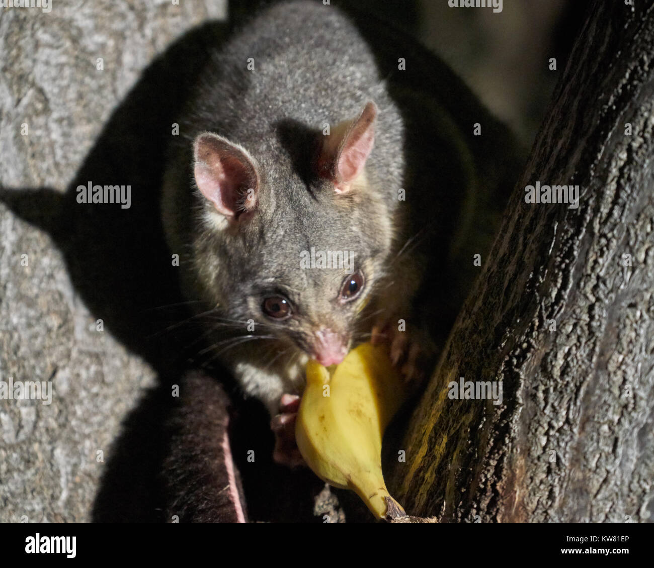 Australian Brushtail Possum in a tree, Adelaide, South Australia ...