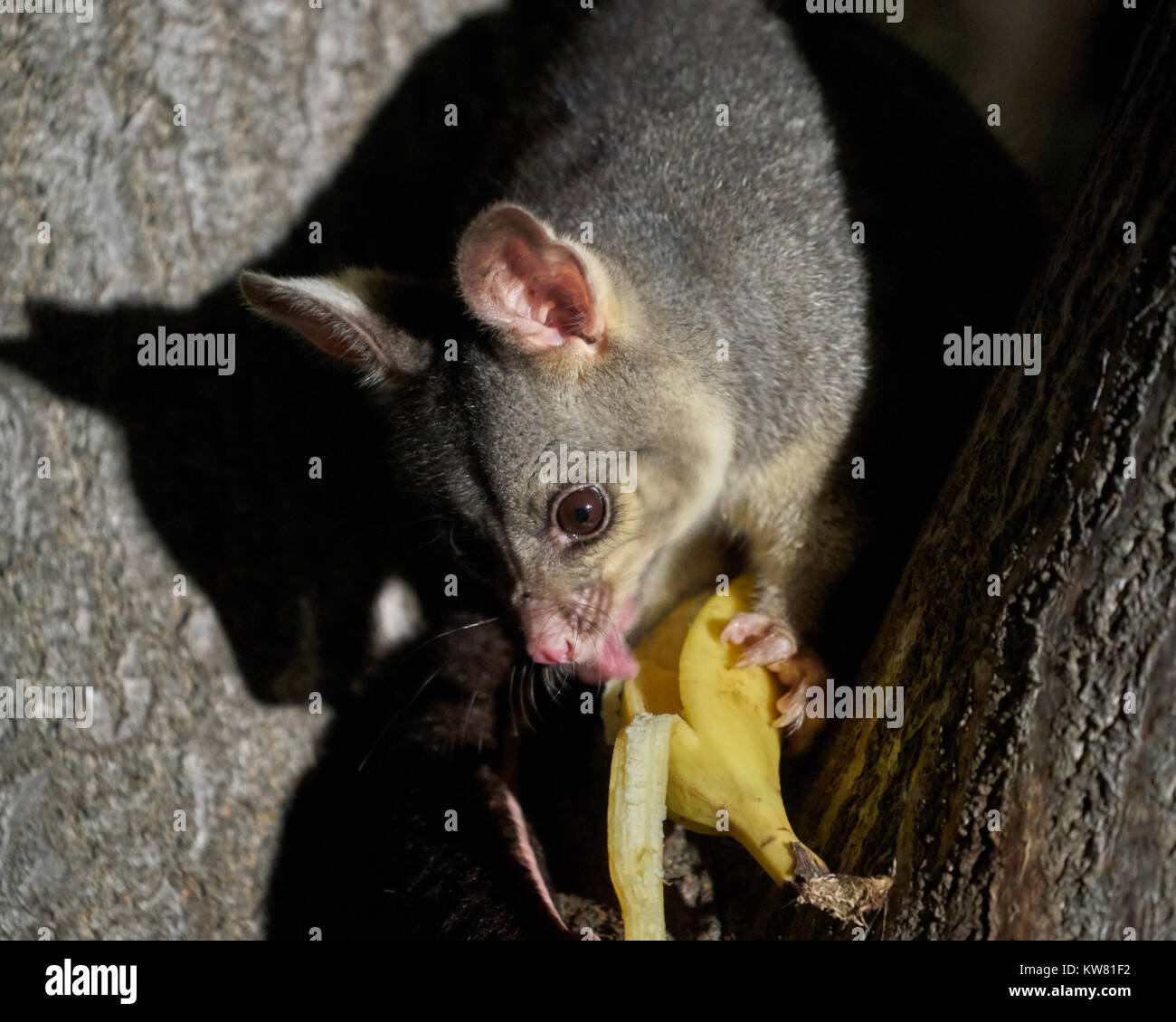 Australian Brushtail Possum in a tree, Adelaide, South Australia ...