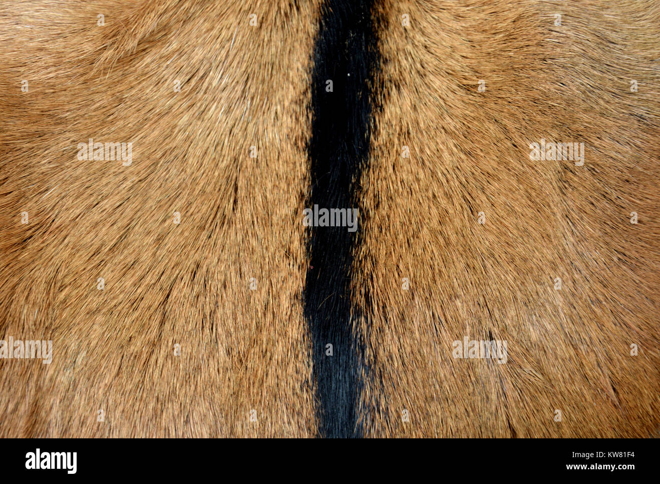 goat skin texture Stock Photo - Alamy