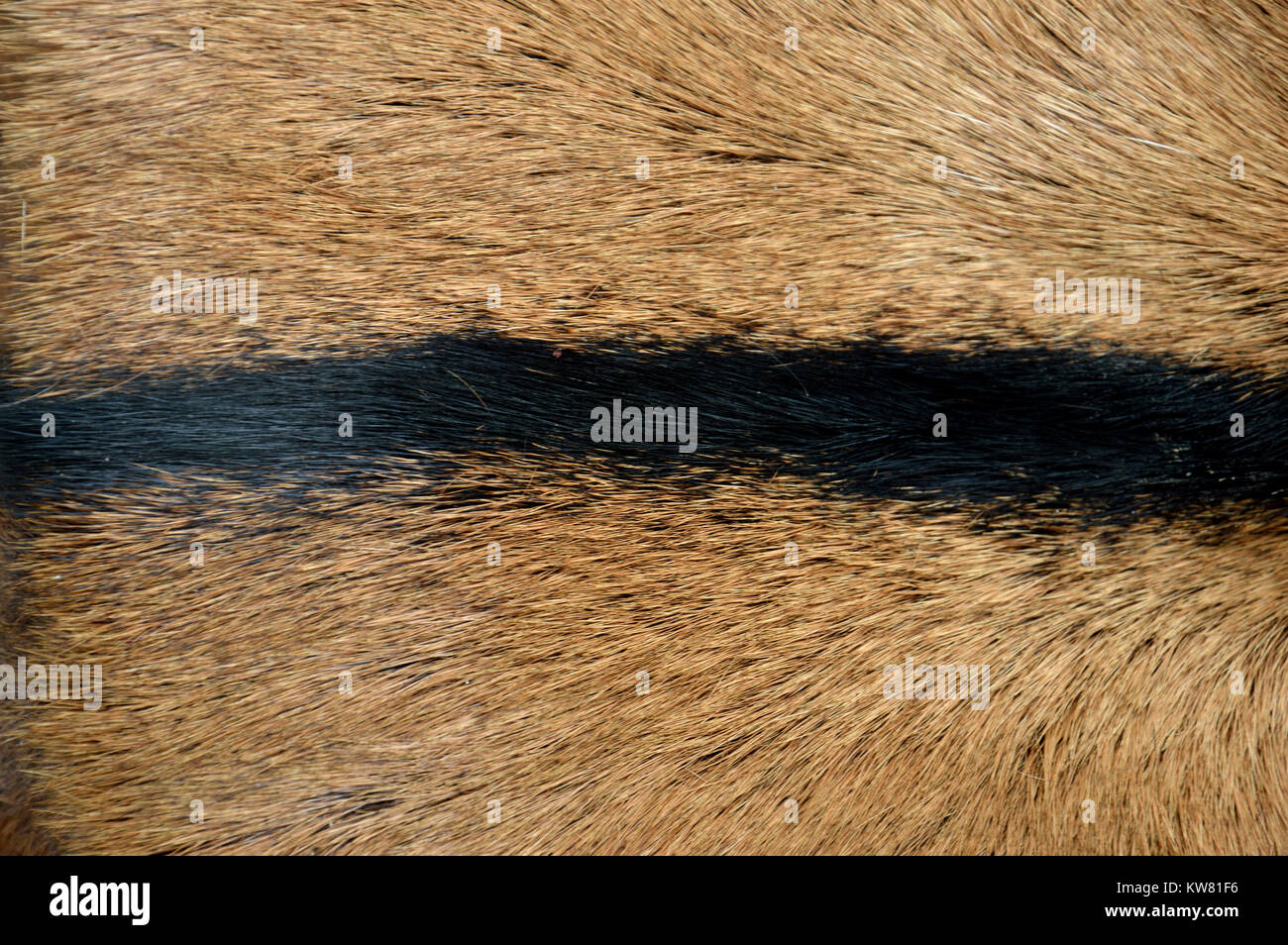 Goat hair fabric hi-res stock photography and images - Alamy