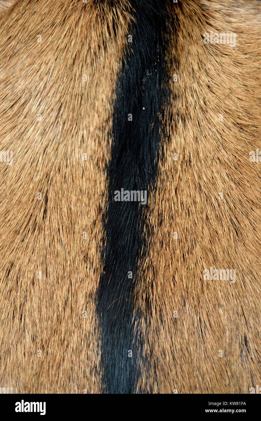 Goat hair fabric hi-res stock photography and images - Alamy
