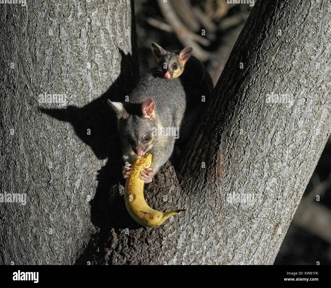 Opossum Australia High Resolution Stock Photography and Images - Alamy