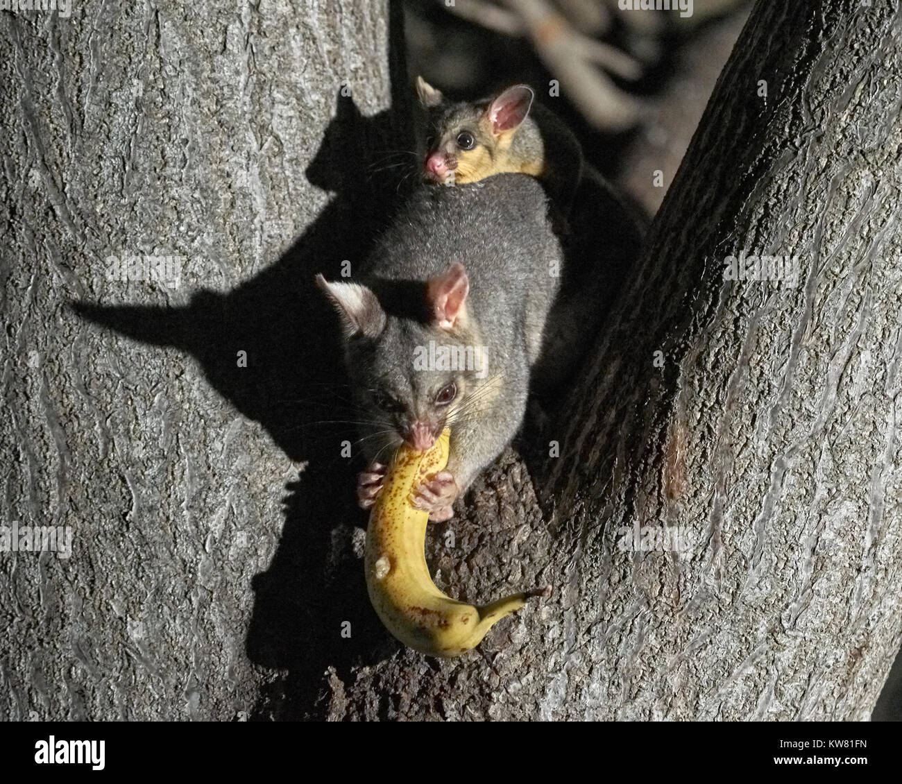 Australian Brushtail Possum in a tree, Adelaide, South Australia ...