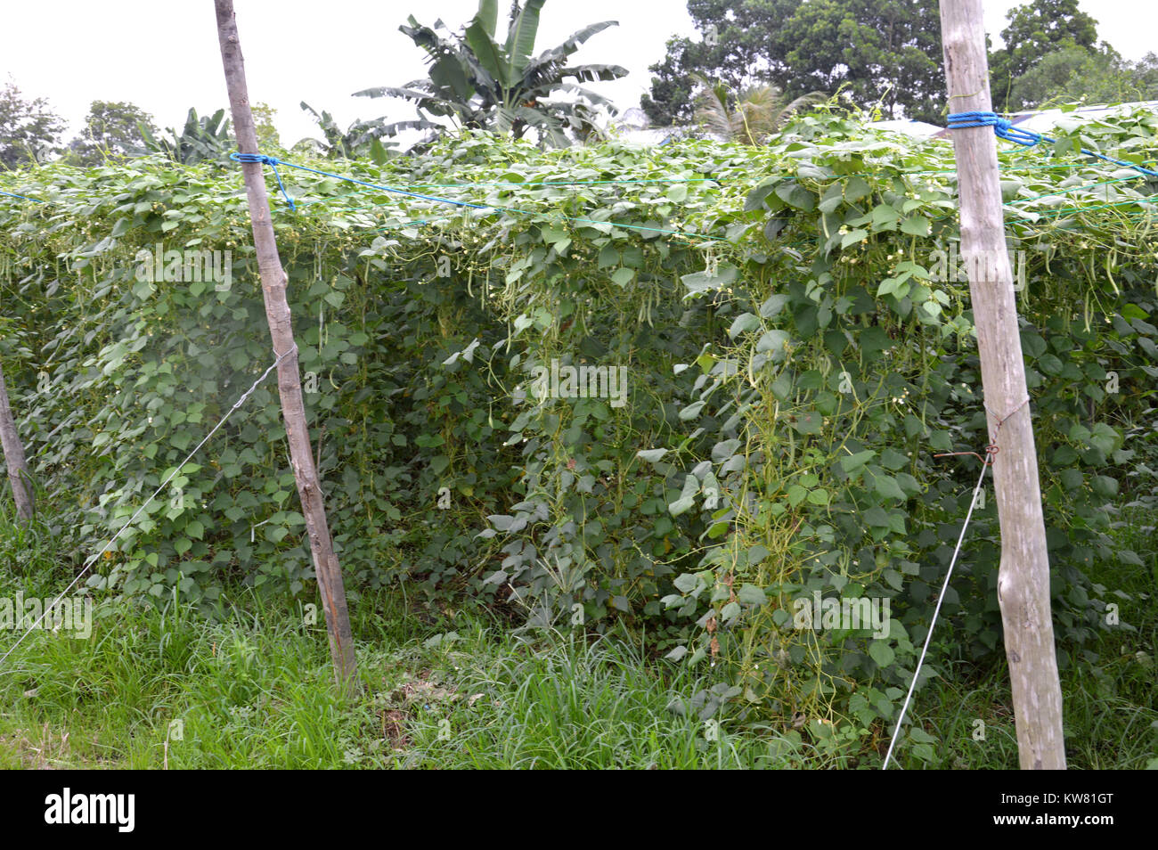 plantations string bean Stock Photo - Alamy