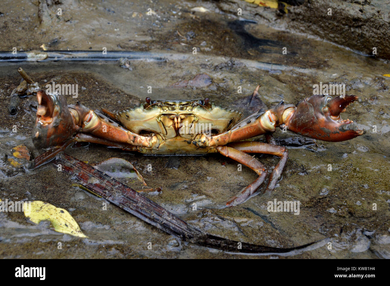 Mangrove root crab hi-res stock photography and images - Alamy