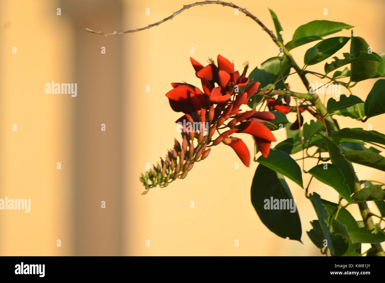 South african coral tree erythrina hi-res stock photography and images ...