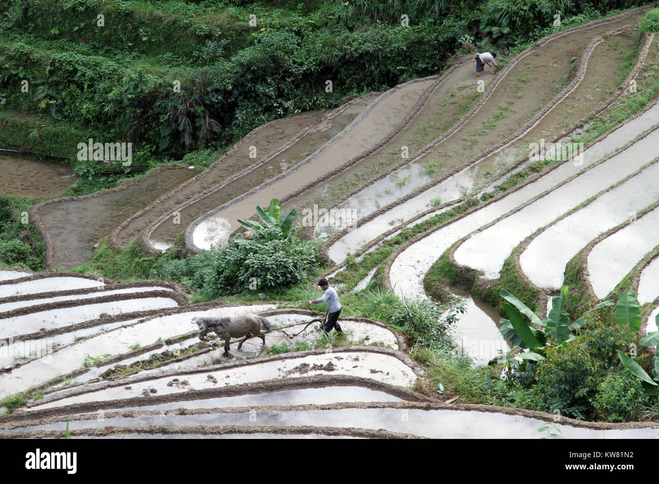 Two men and horse on the rice field in China Stock Photo - Alamy