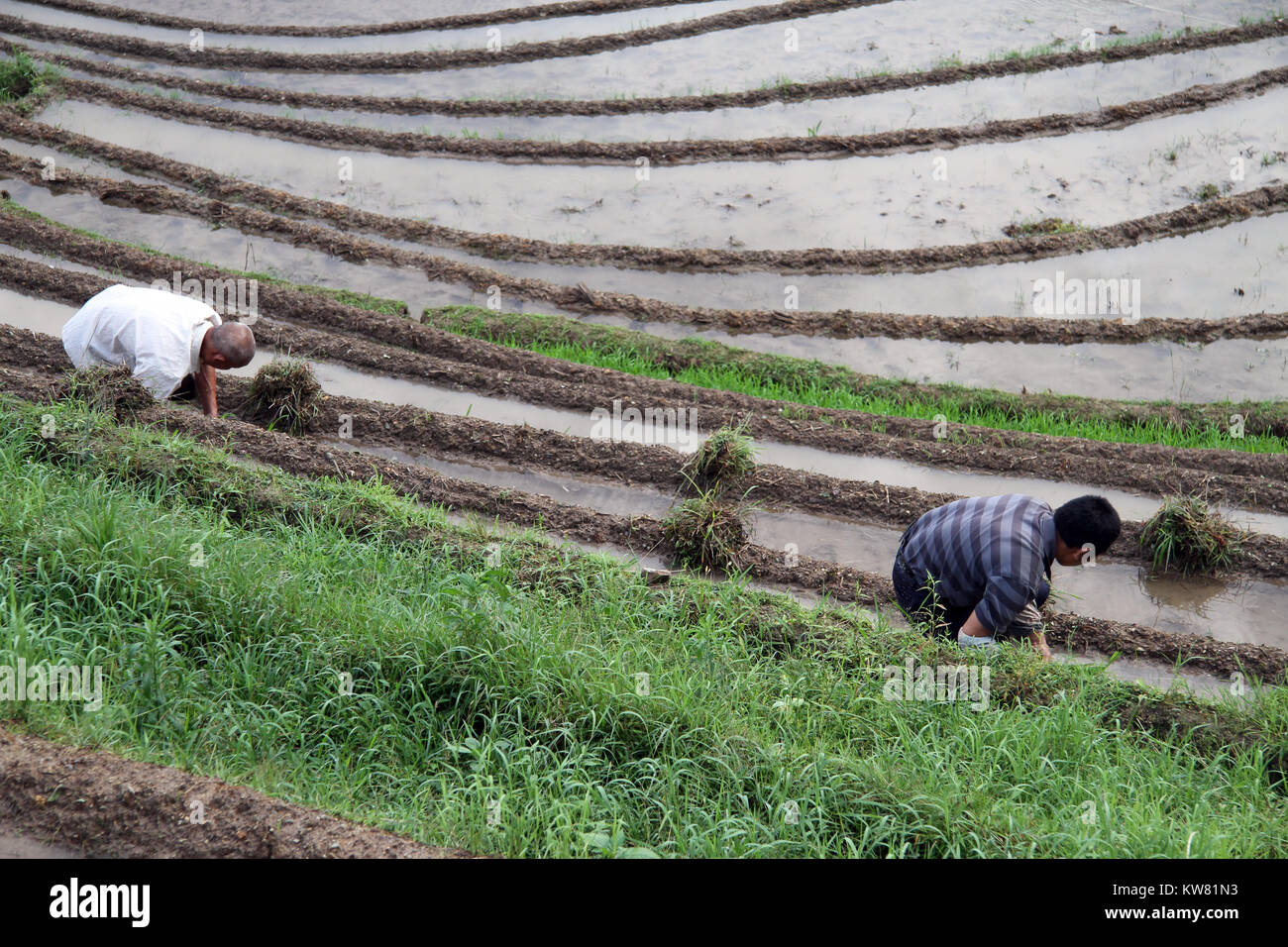 Two men working on the rice field in China Stock Photo - Alamy