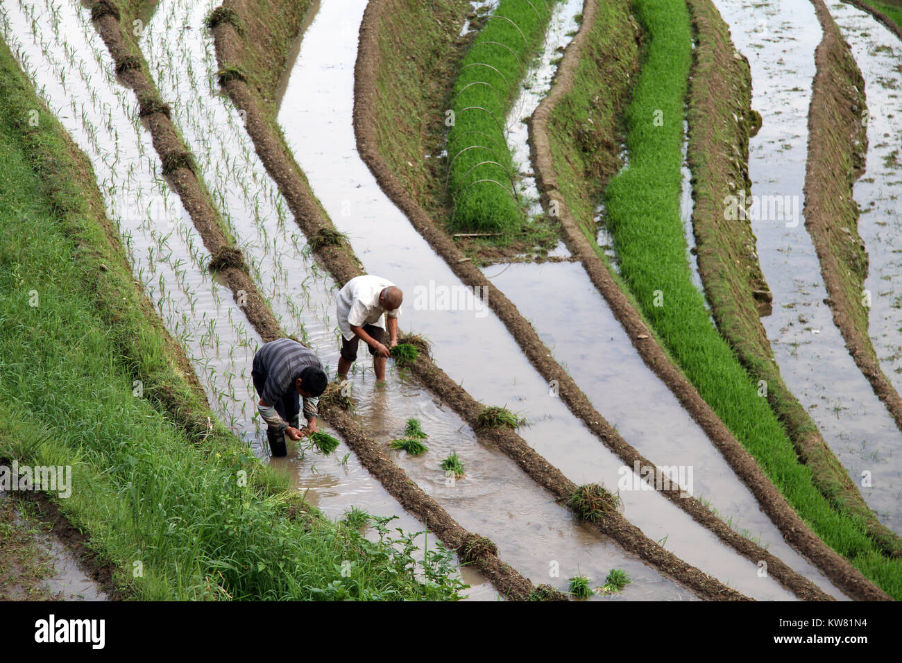 Two men at work in the rice field hi-res stock photography and images ...