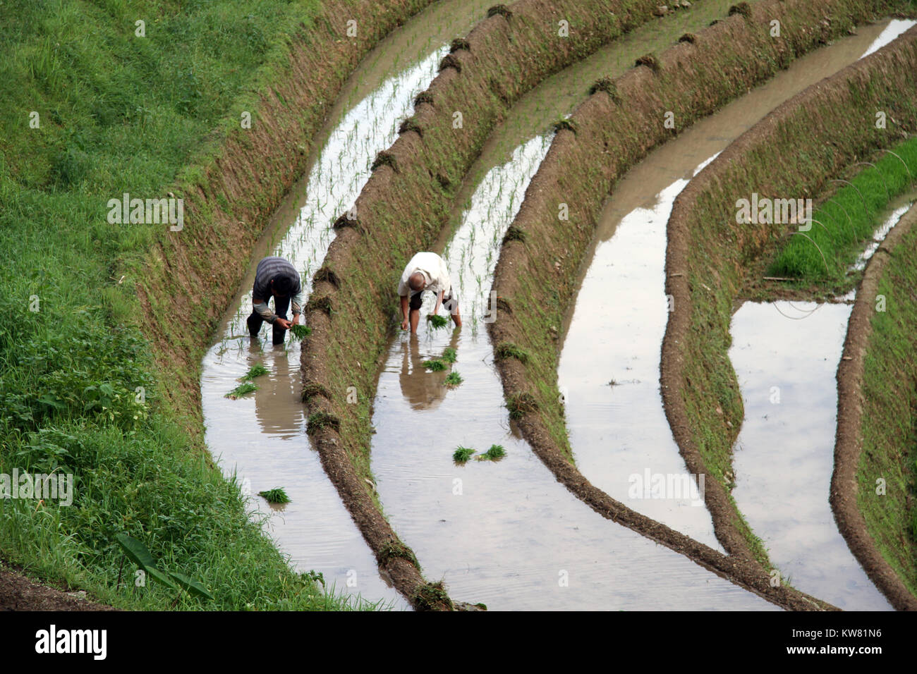Two men working on the rice field in China Stock Photo - Alamy