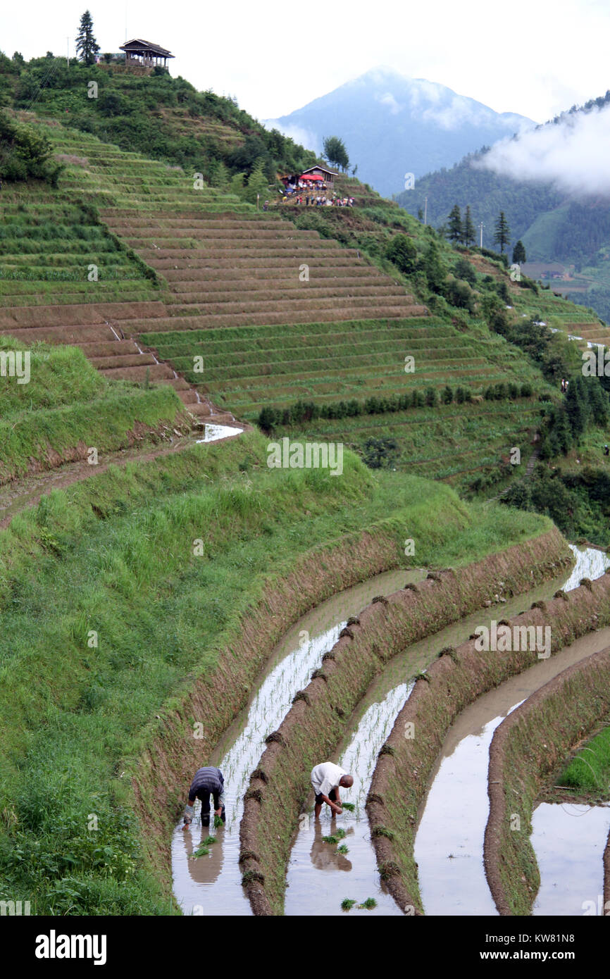 Two men working on the rice field, Longsheng Rice Terraces; China Stock ...