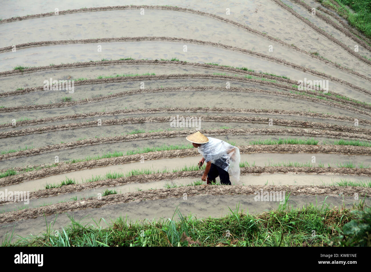 Man is working on the rice field, Longsheng Rice Terraces; China Stock ...