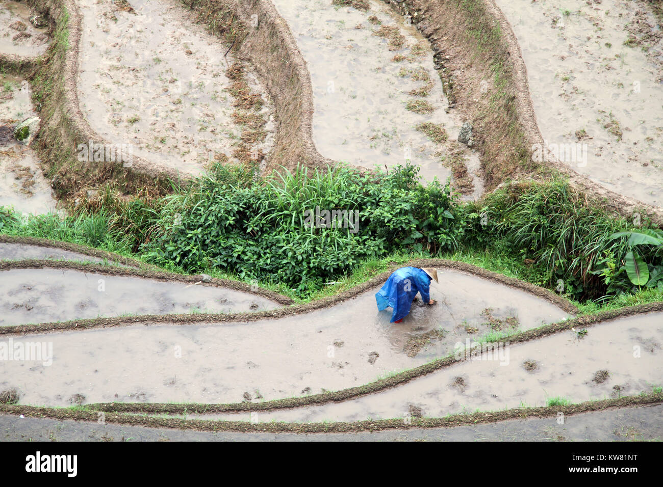 Man is working on the rice field of Longsheng Rice Terraces, China ...