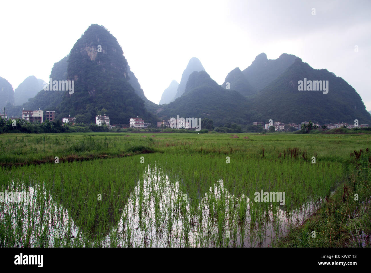 Water on the rice field near Yanshguo, China Stock Photo - Alamy