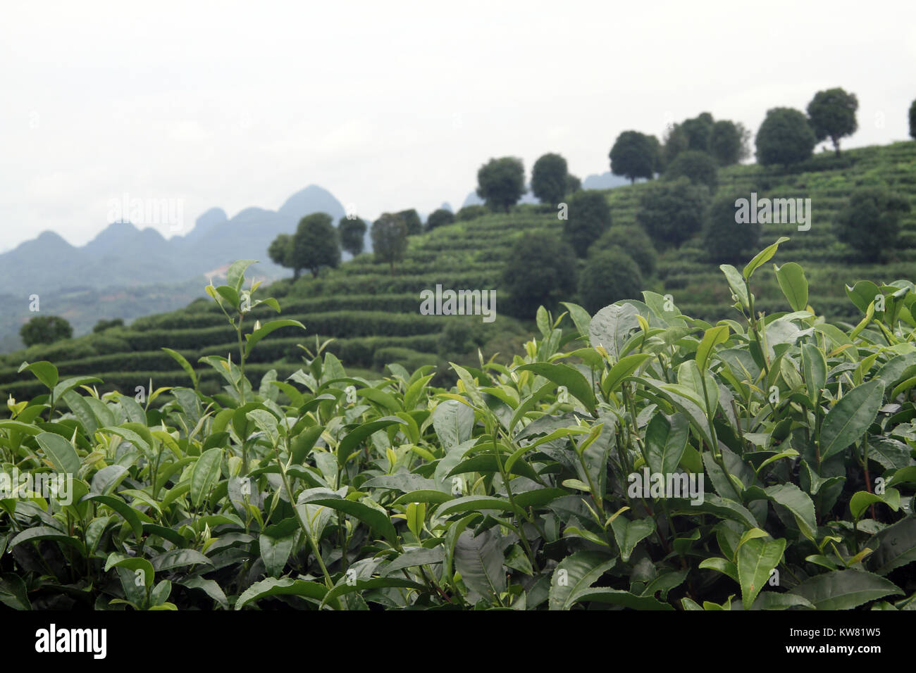 Tea bush and plantation on the hill, China Stock Photo - Alamy
