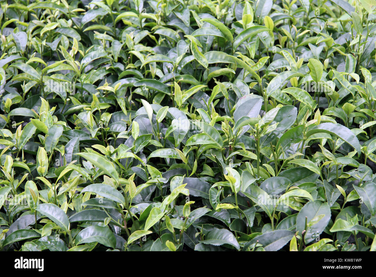 Tea bush with green leaves Stock Photo - Alamy