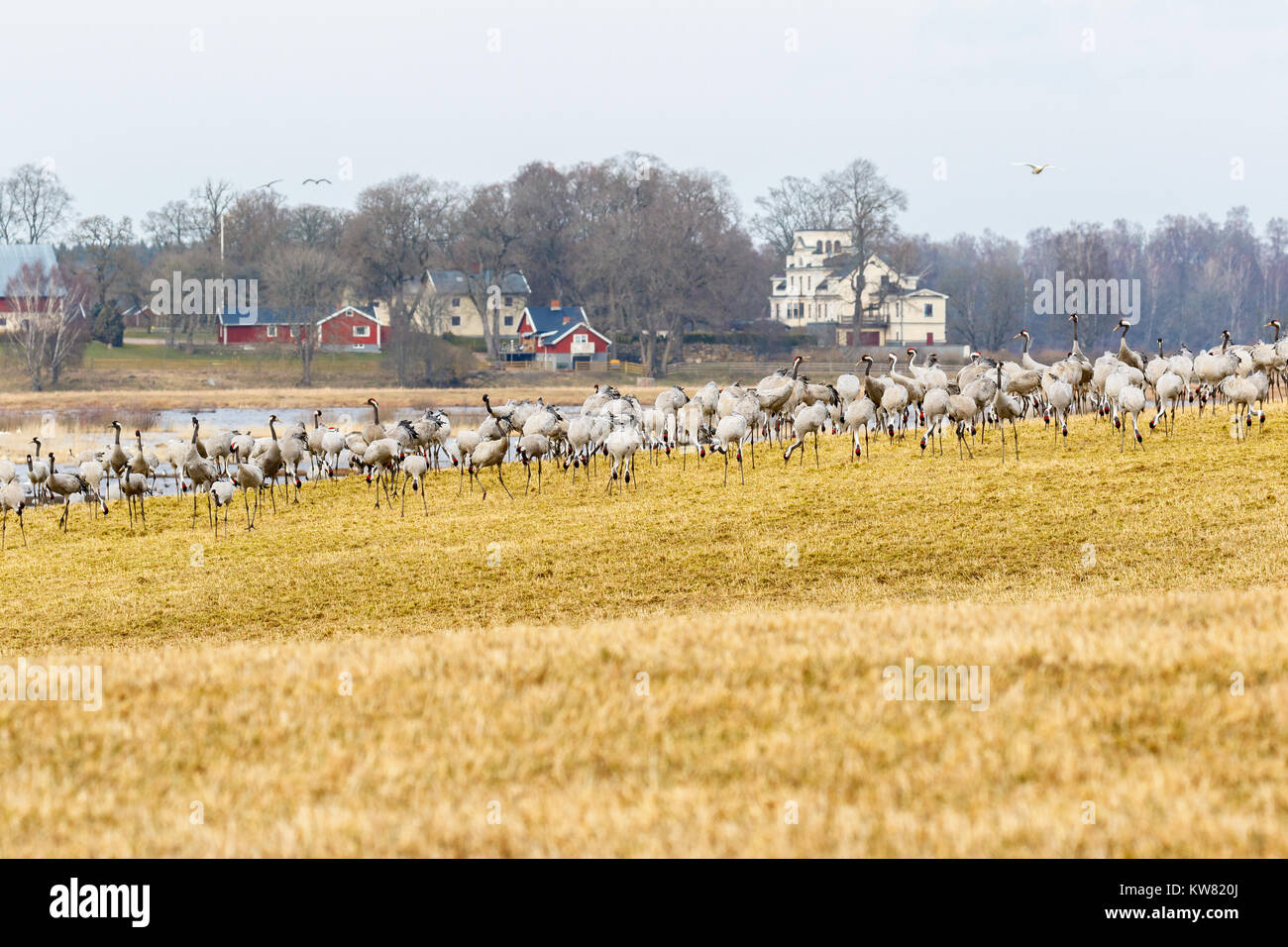 Cranes on a field in a rural spring landscape Stock Photo - Alamy