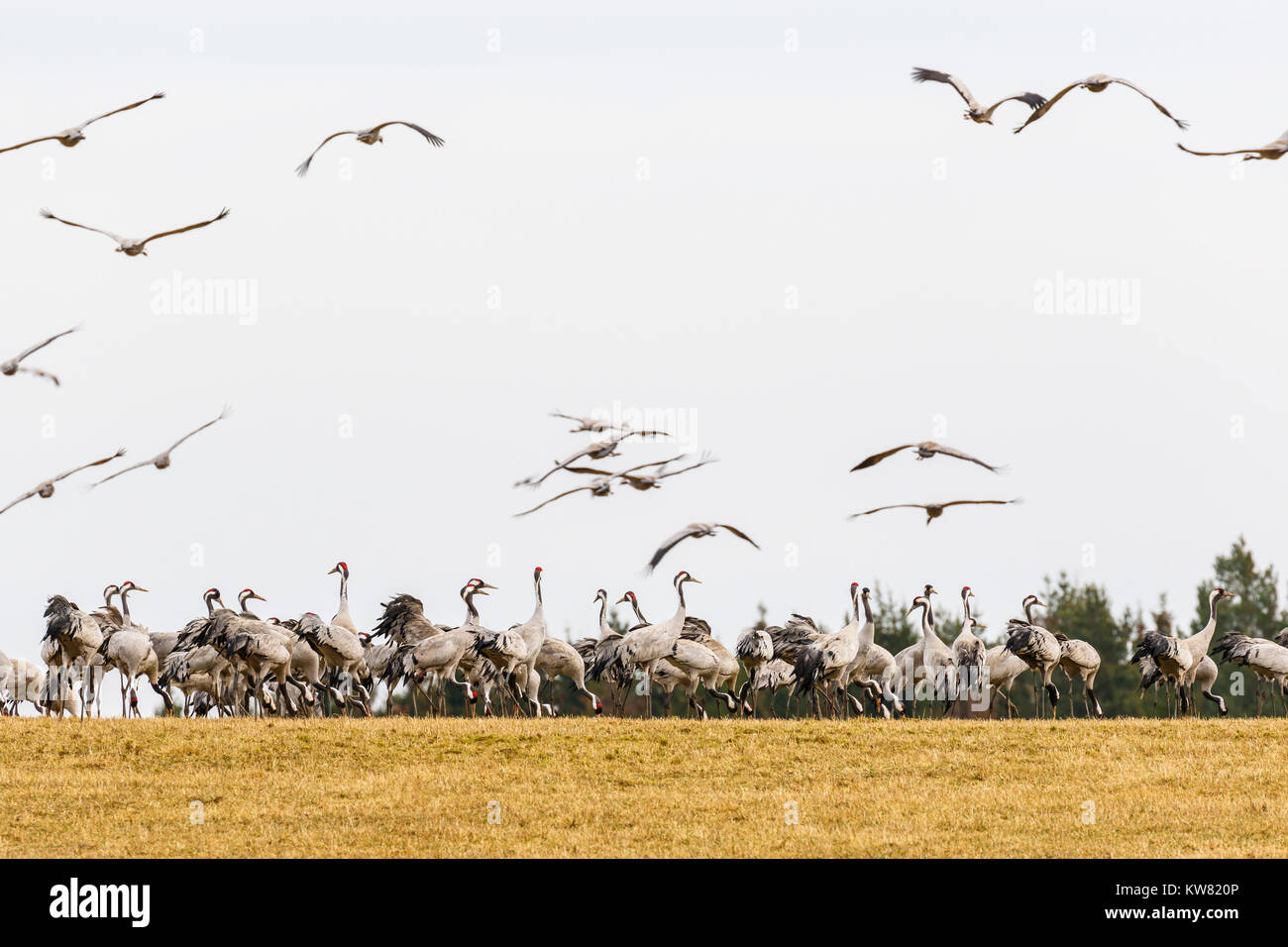 Flock on a stubble hi-res stock photography and images - Alamy