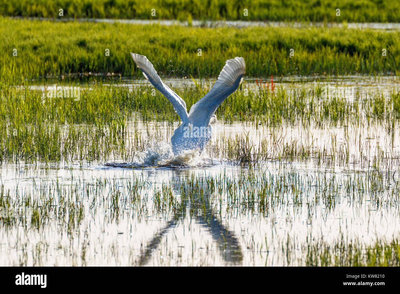 Mute swan take off from the water in a lake Stock Photo - Alamy