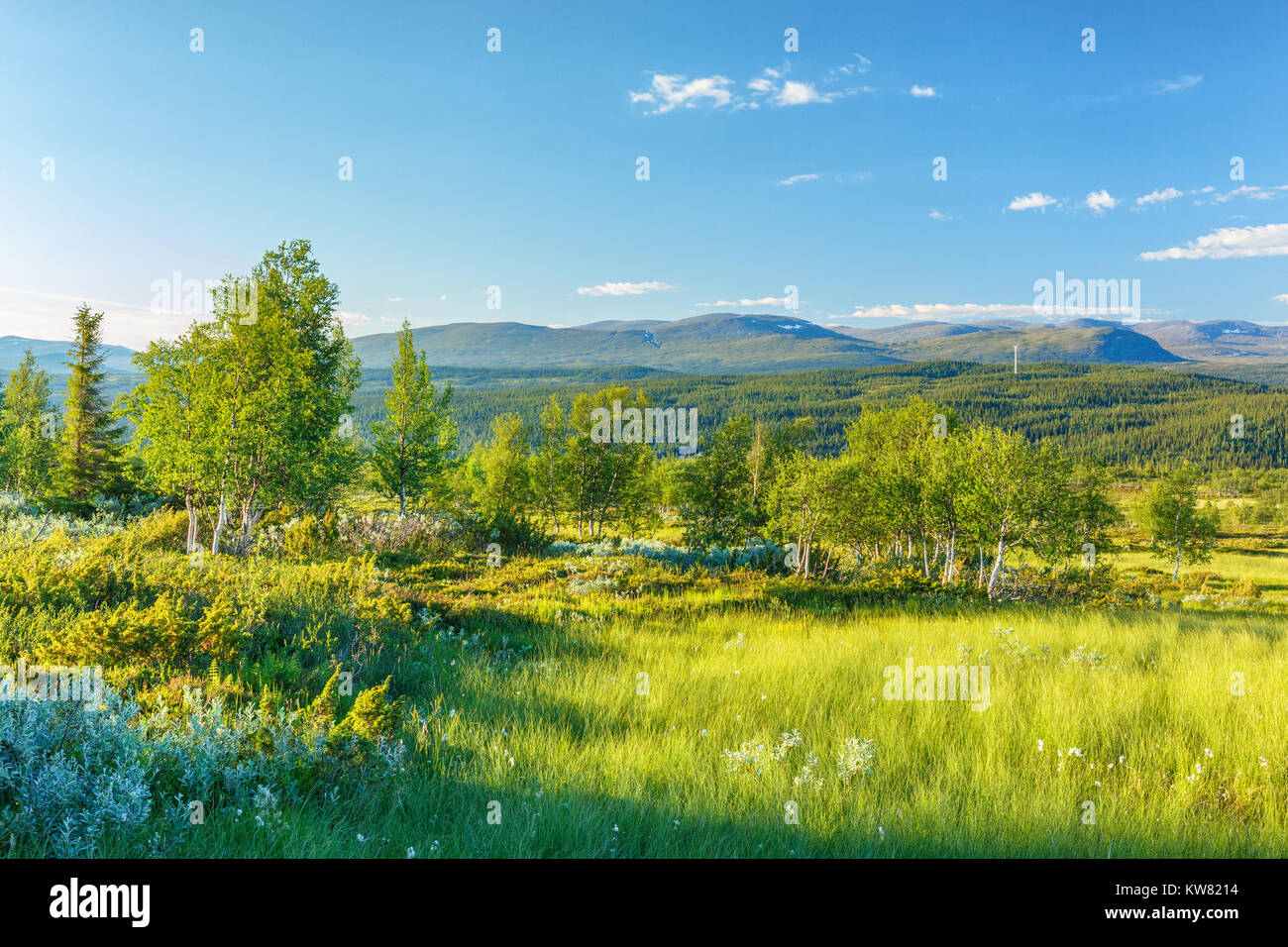 Birch forest in a tundra landscape view in the north Stock Photo - Alamy