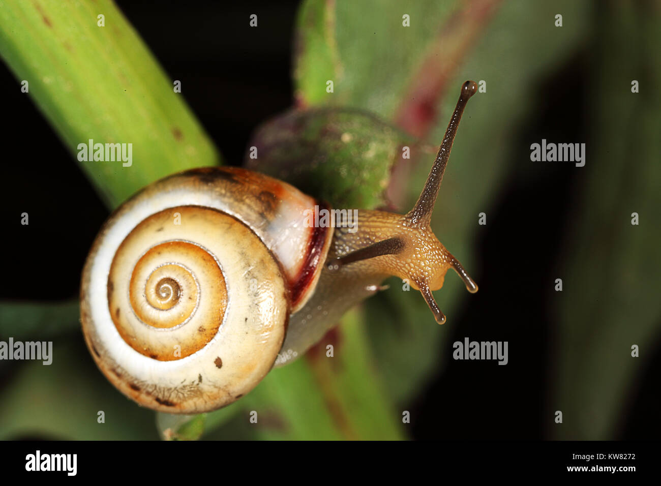 Macro photo snail hi-res stock photography and images - Alamy