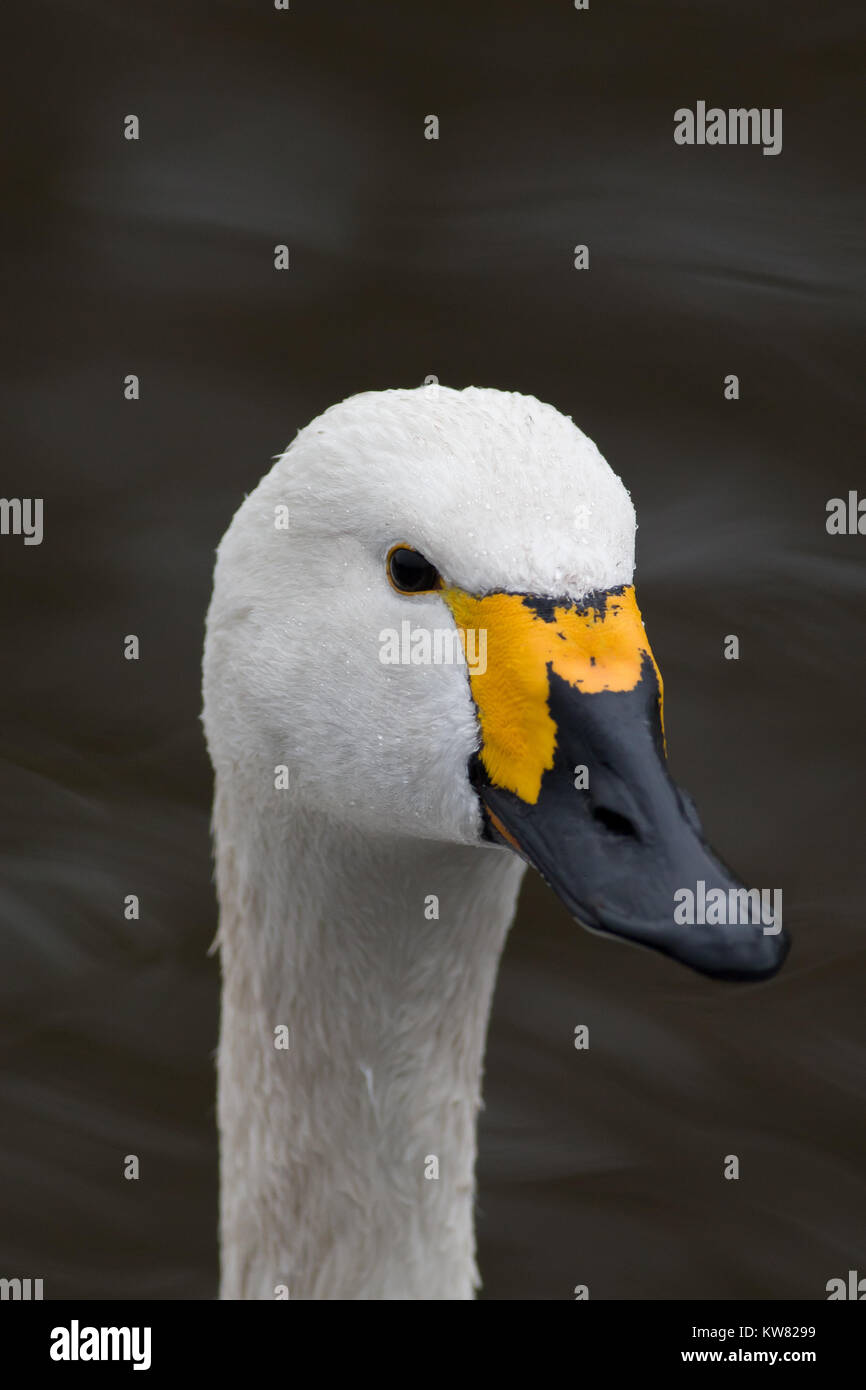 Close up of Bewick swan Cygnus columbarius head showing beak patterns ...