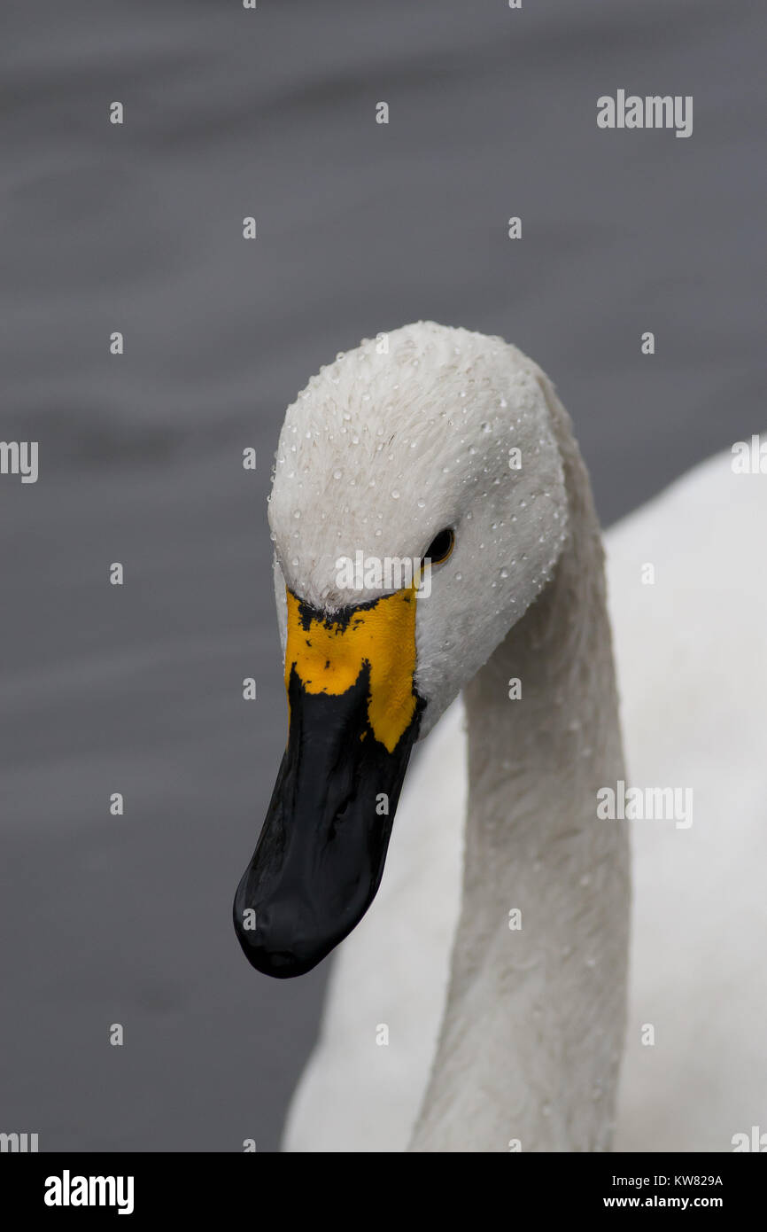 Swan beak markings hi-res stock photography and images - Alamy