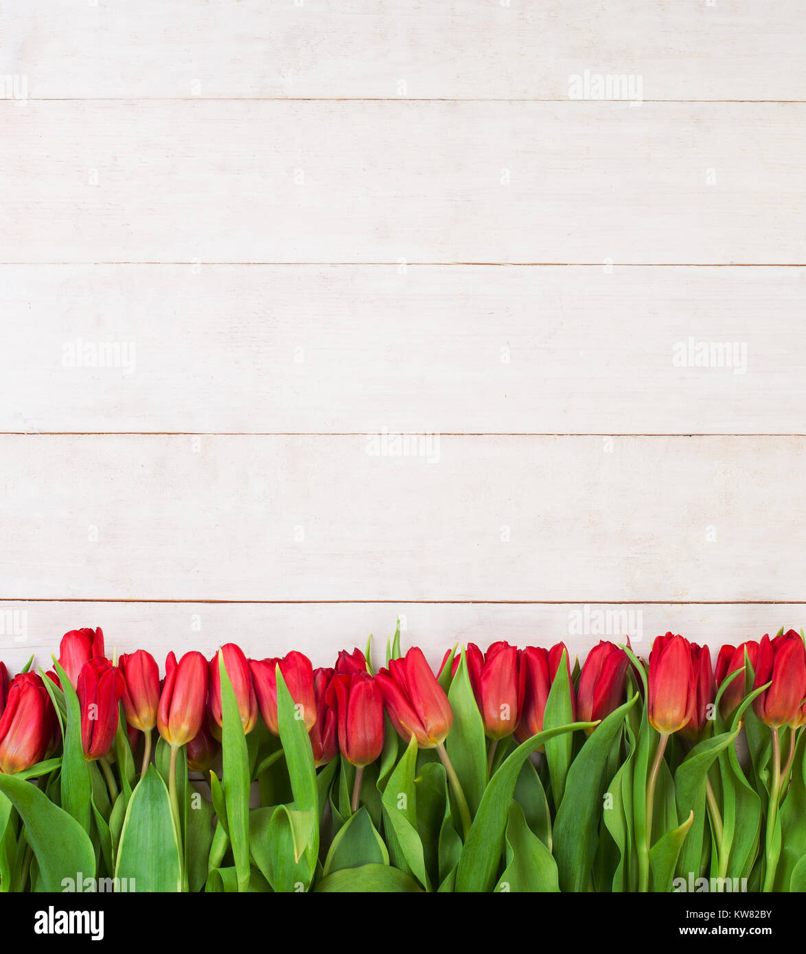 Red tulip border hi-res stock photography and images - Alamy