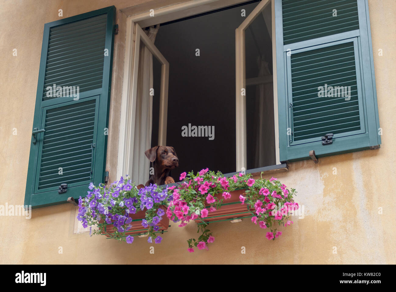 View of a dog with its head out the window Stock Photo - Alamy