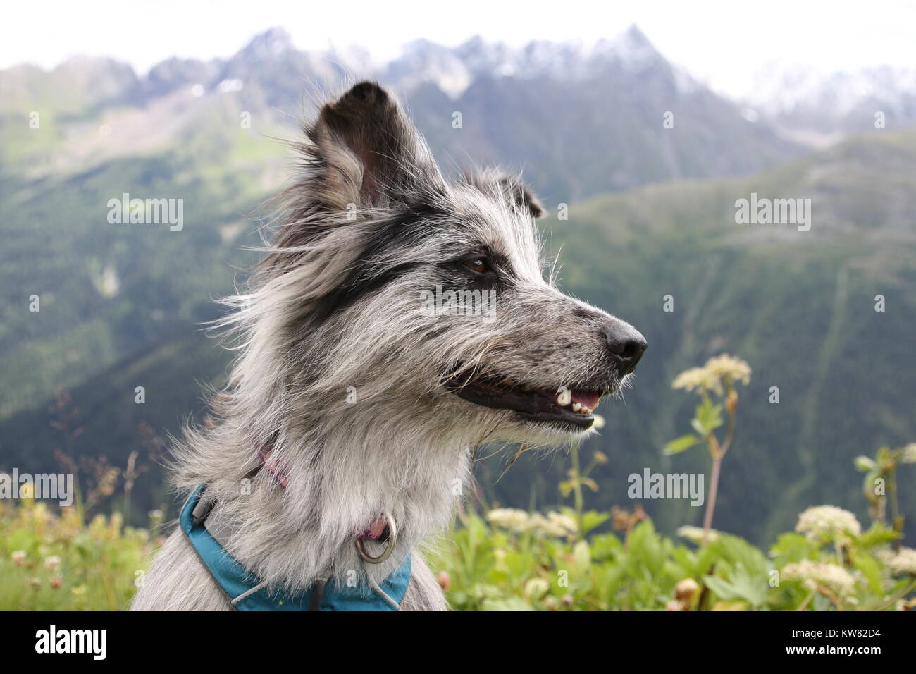 hiking with dogs in the alps Stock Photo - Alamy