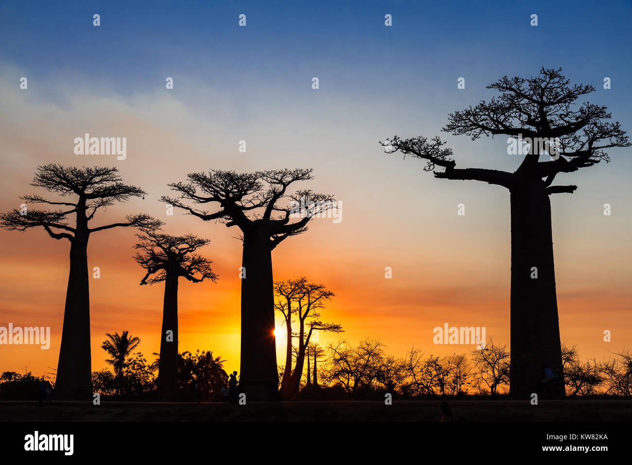 Giant Baobab trees (Adansonia grandidieri) standing against beautiful ...