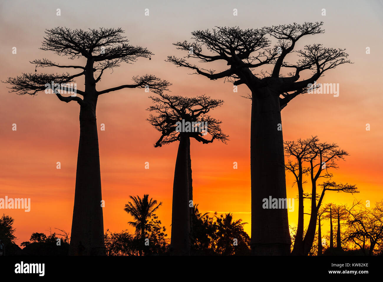 Giant Baobab trees (Adansonia grandidieri) standing against beautiful ...