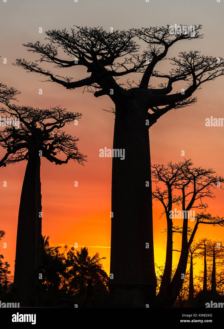 Giant Baobab trees (Adansonia grandidieri) standing against beautiful ...