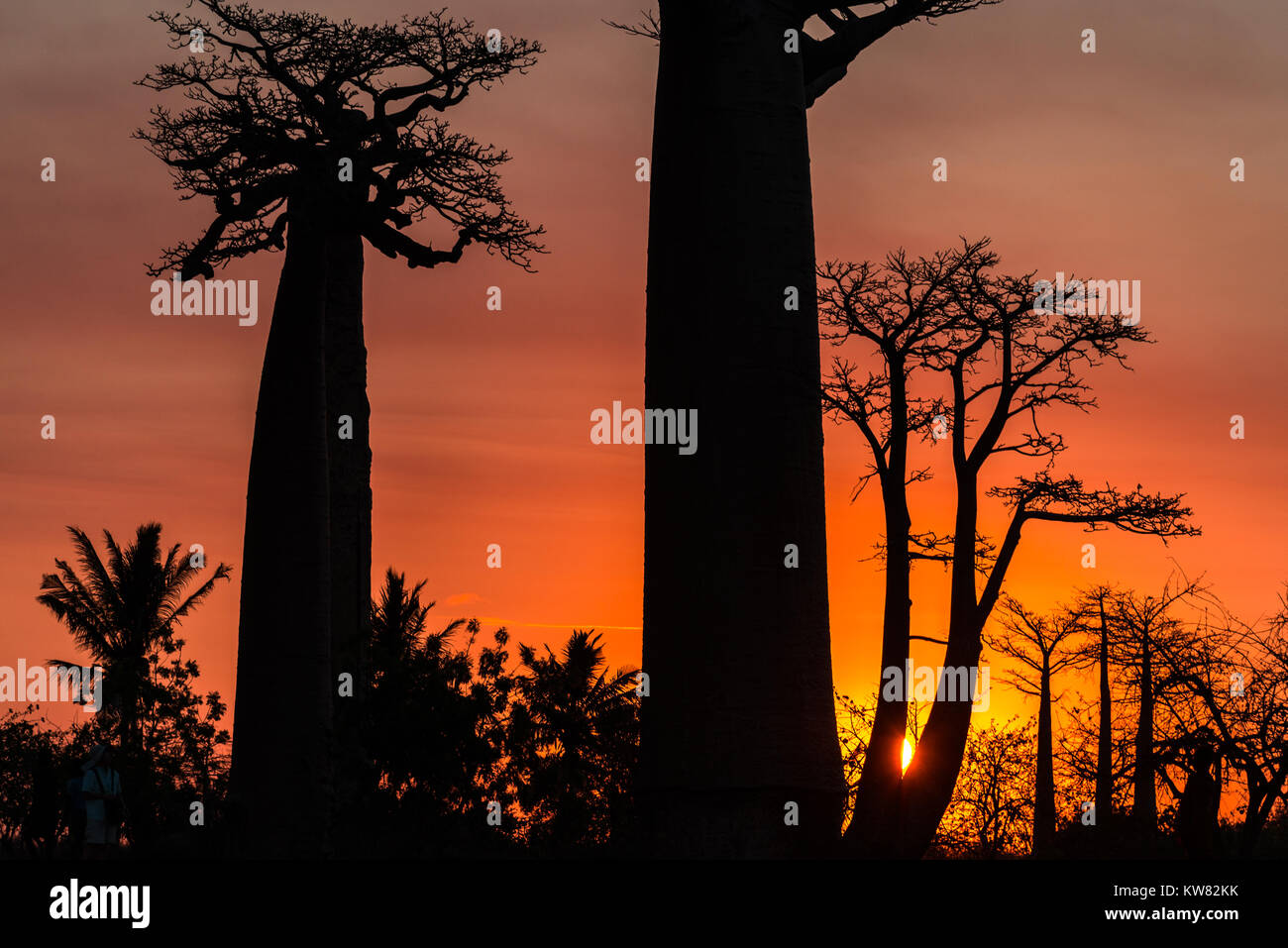 Giant Baobab trees (Adansonia grandidieri) standing against beautiful ...