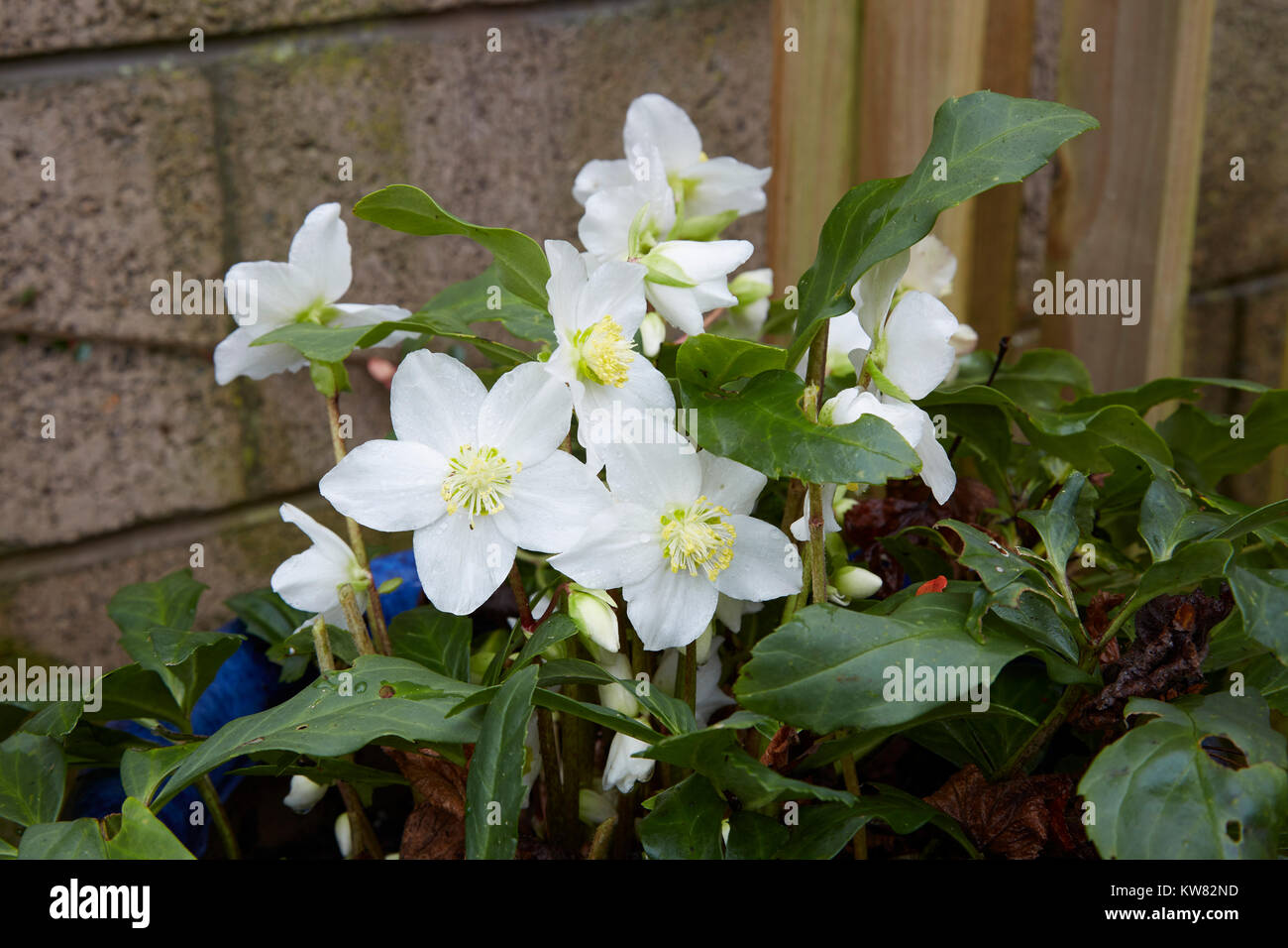 Helleborus niger hi-res stock photography and images - Alamy