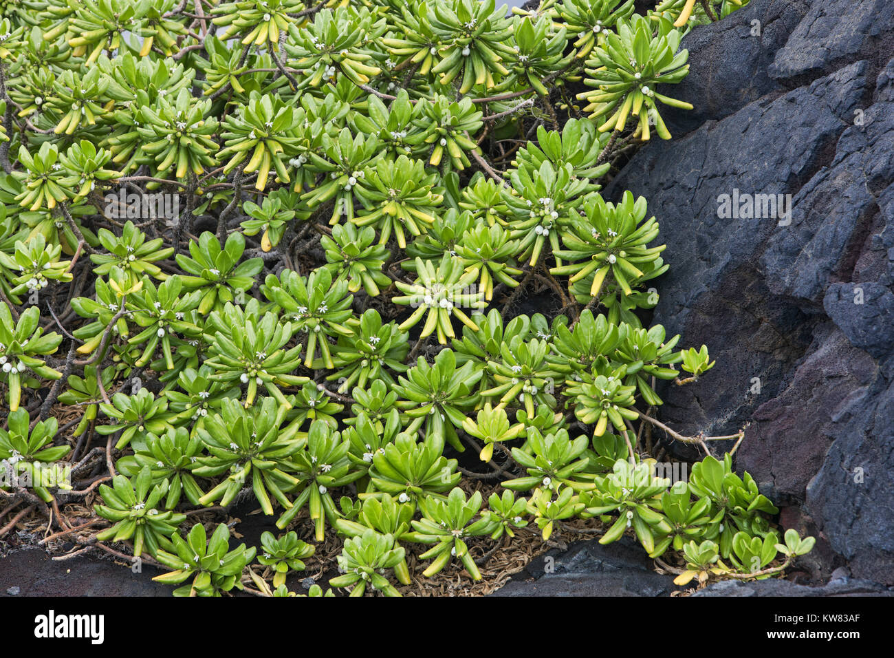 Aerial black lava flow green tropical plants. Most active volcano in ...