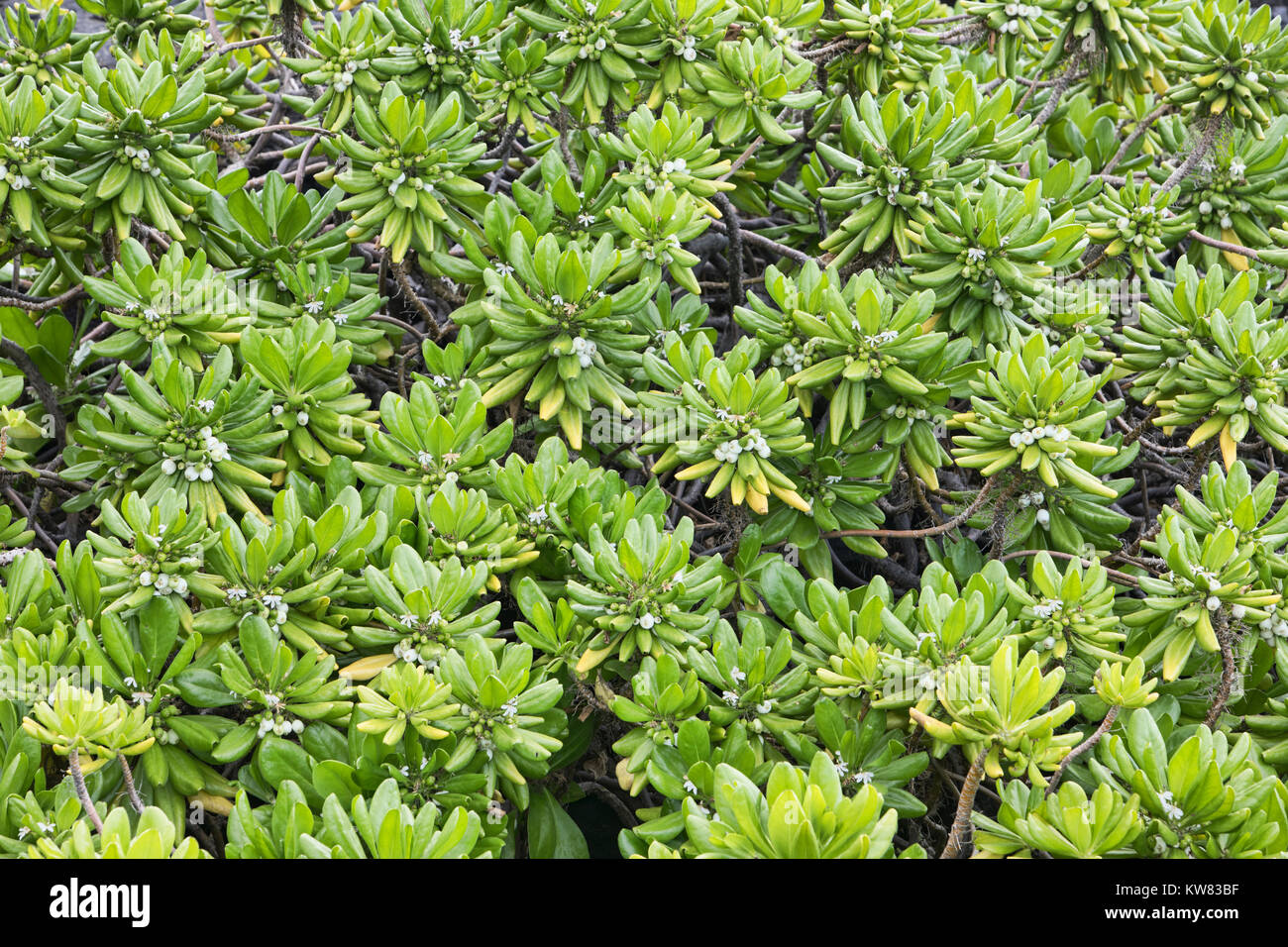 Aerial black lava flow green tropical plants. Most active volcano in ...