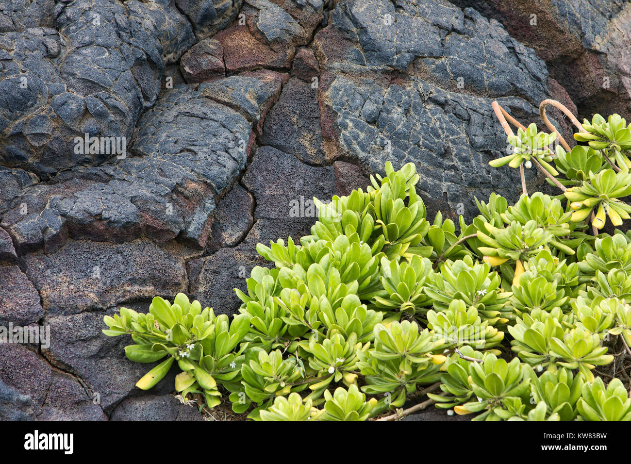 Aerial black lava flow green tropical plants. Most active volcano in ...
