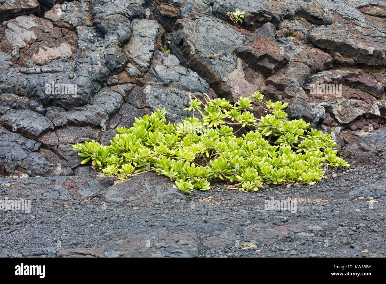 Aerial black lava flow green tropical plants. Most active volcano in ...