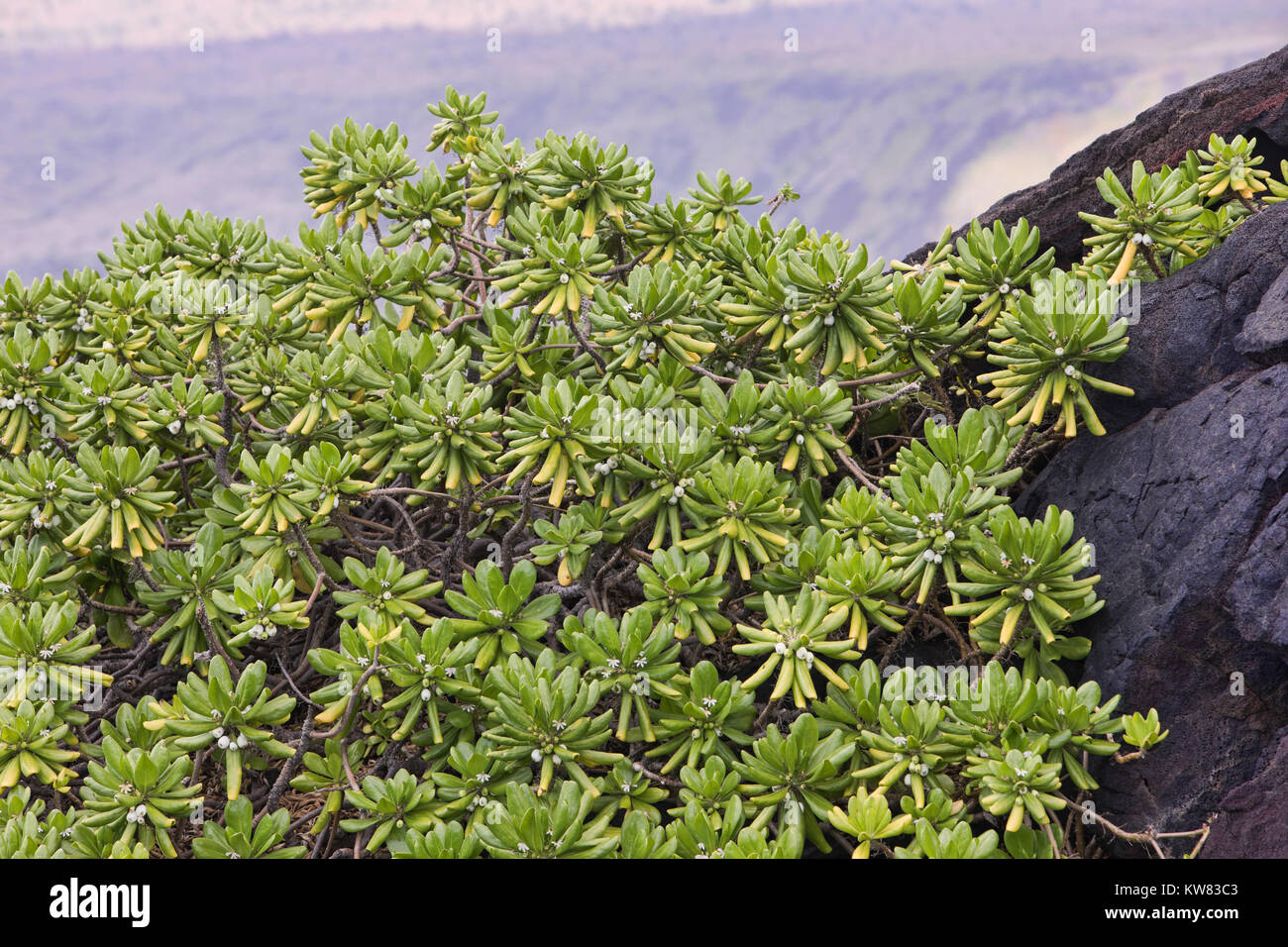 Aerial black lava flow green tropical plants. Most active volcano in ...